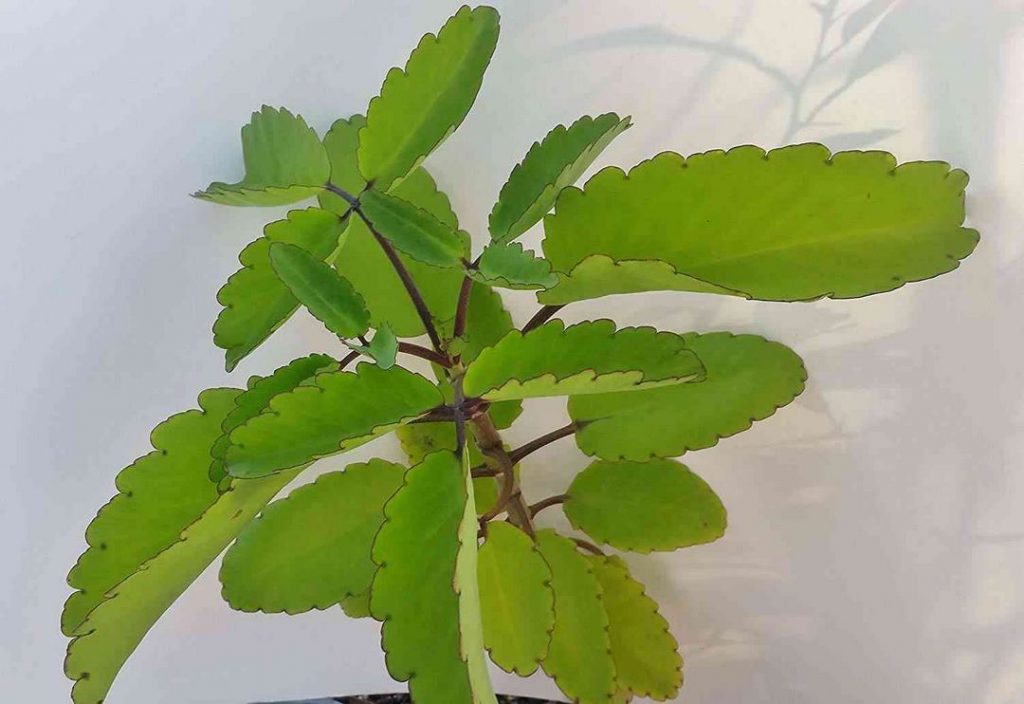 Cây sống đời và những công dụng không ngờ cho gia chủ