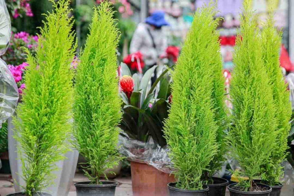 Cây Tùng Thơm hợp mệnh gì? - Giải đáp thắc mắc nhanh