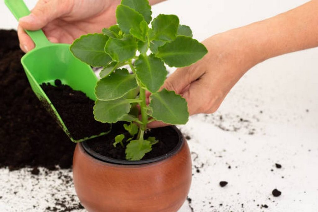 Hướng dẫn Kỹ thuật Trồng Cây Sống Đời Hiệu Quả